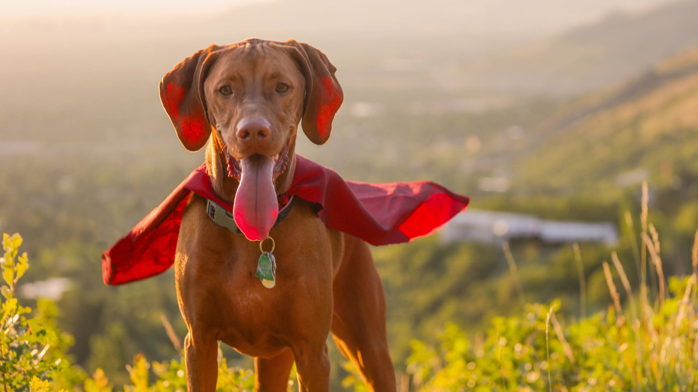 Healthiest Dog Breeds - Rankings & Vitality Guide | Pawcover