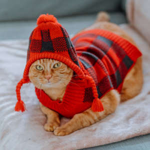 Pros and Cons of Dressing Up Pets: Balancing Style with Health & Comfort