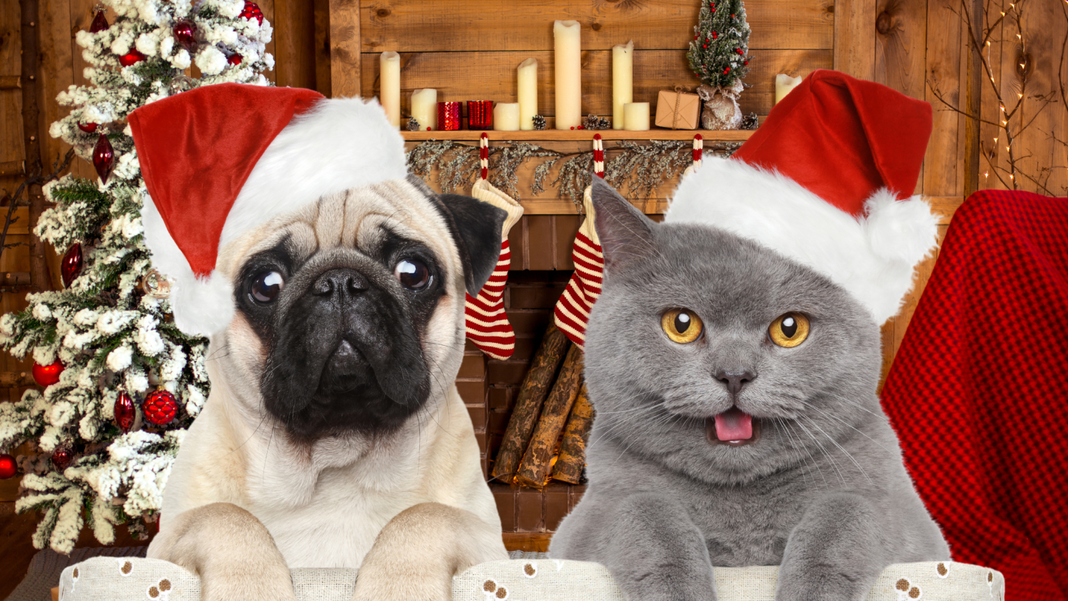 Christmas 2023 Pet Gift Guide: Best Toys & DIY Ideas for Cats and Dogs